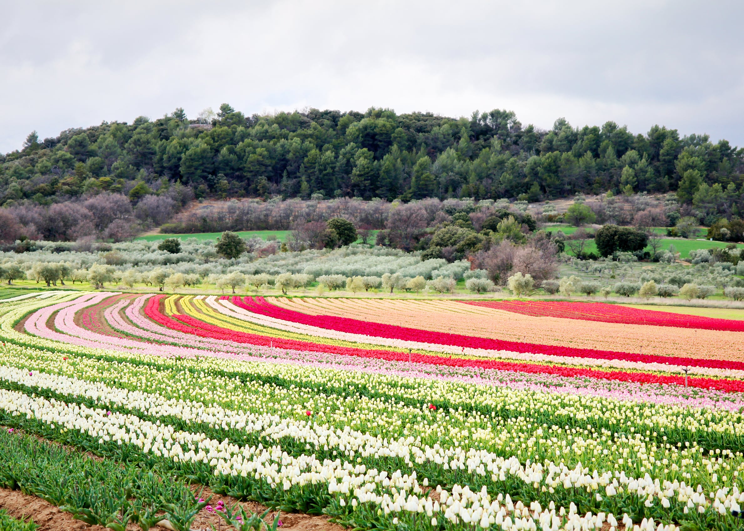 Tulips in Provence – CouleurNature